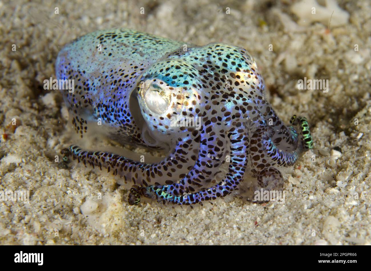Hummingbird bobtail squids (Euprymna berryi), Other animals ...
