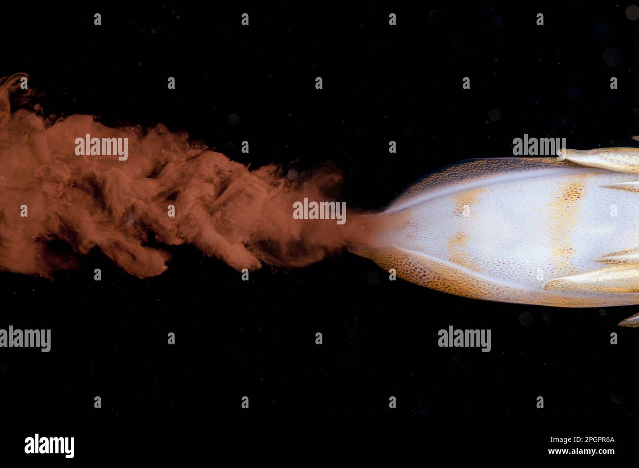 Squid ejecting ink hi-res stock photography and images - Alamy