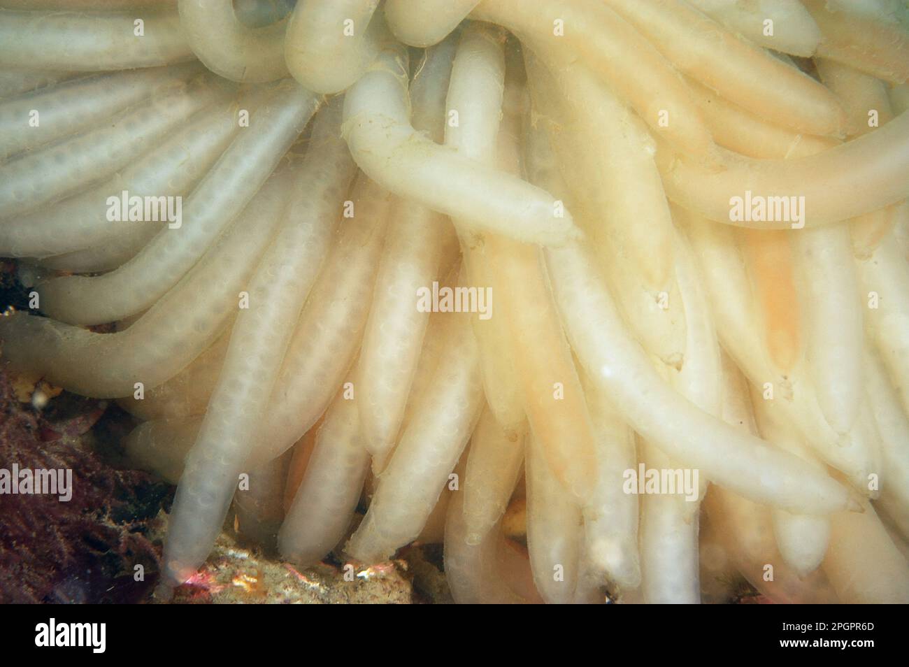 Squid, Squid, Other animals, Cephalopods, Animals, Molluscs, Squid ...