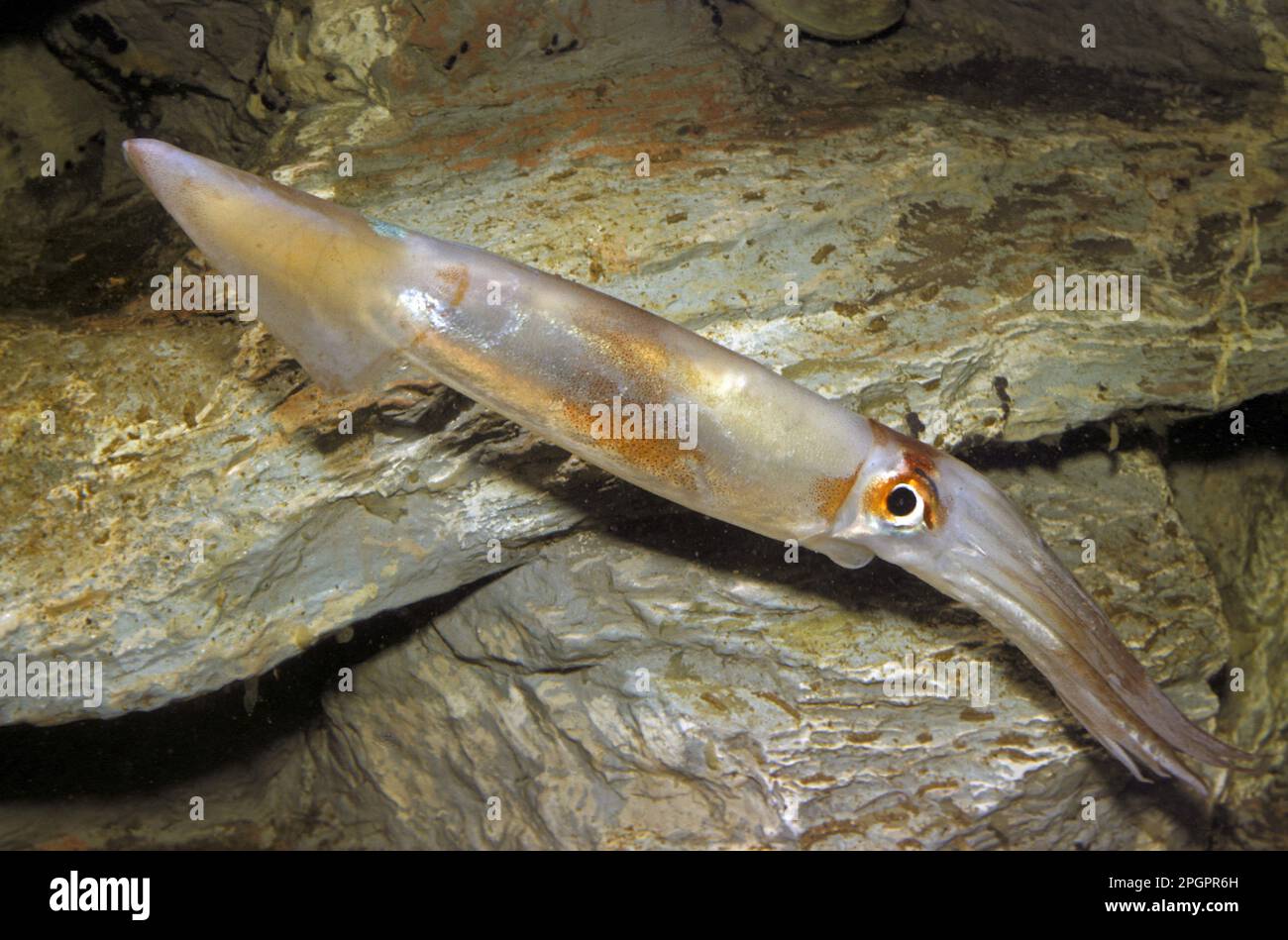 Squid, Cuttlefish, Squid, Other animals, Cephalopods, Animals, Molluscs ...