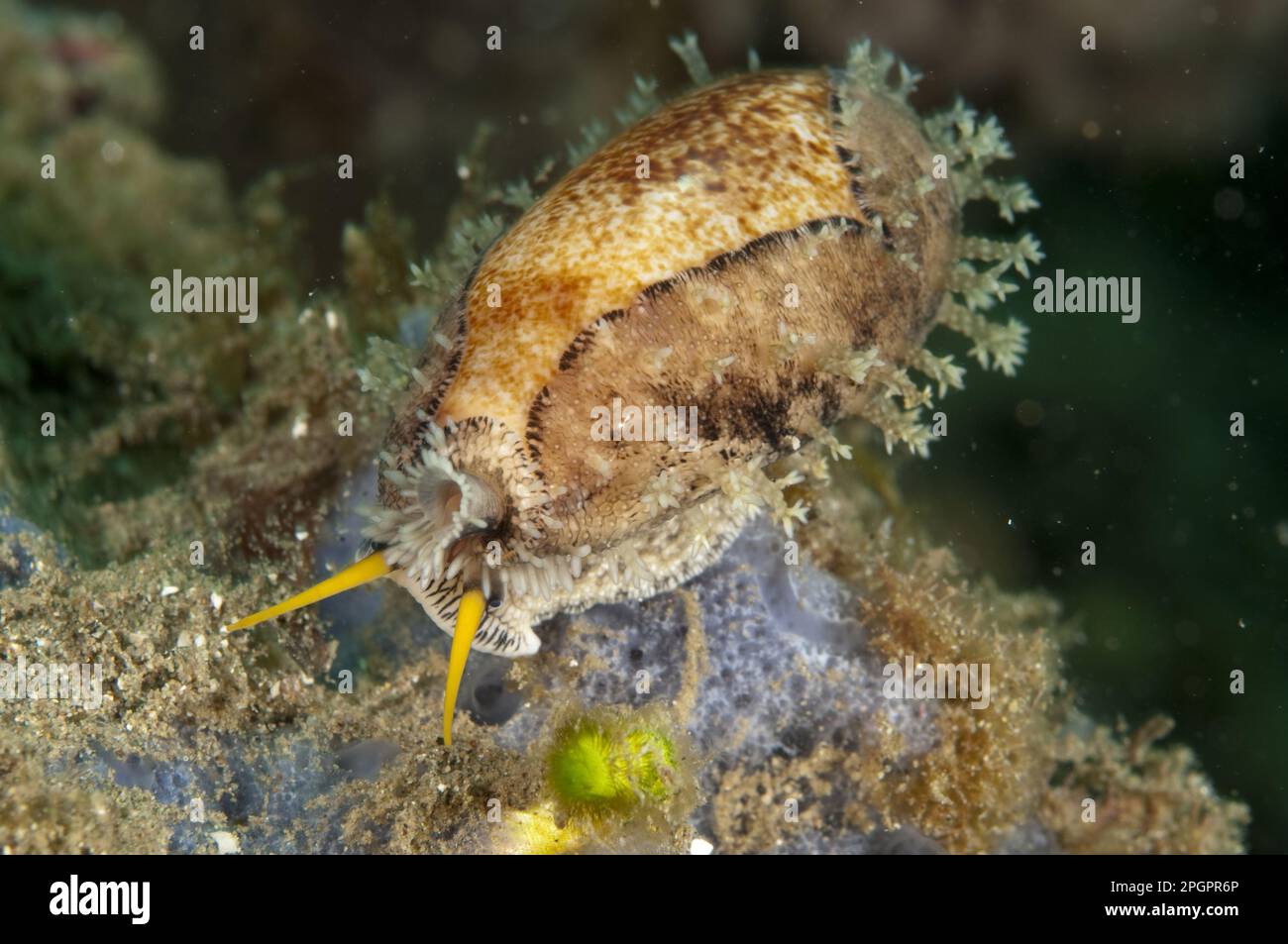 Cowrie, Cowries, Other animals, Marine snails, Snails, Animals ...