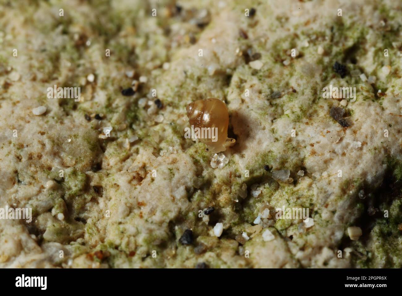 Lagoon snail hi-res stock photography and images - Alamy