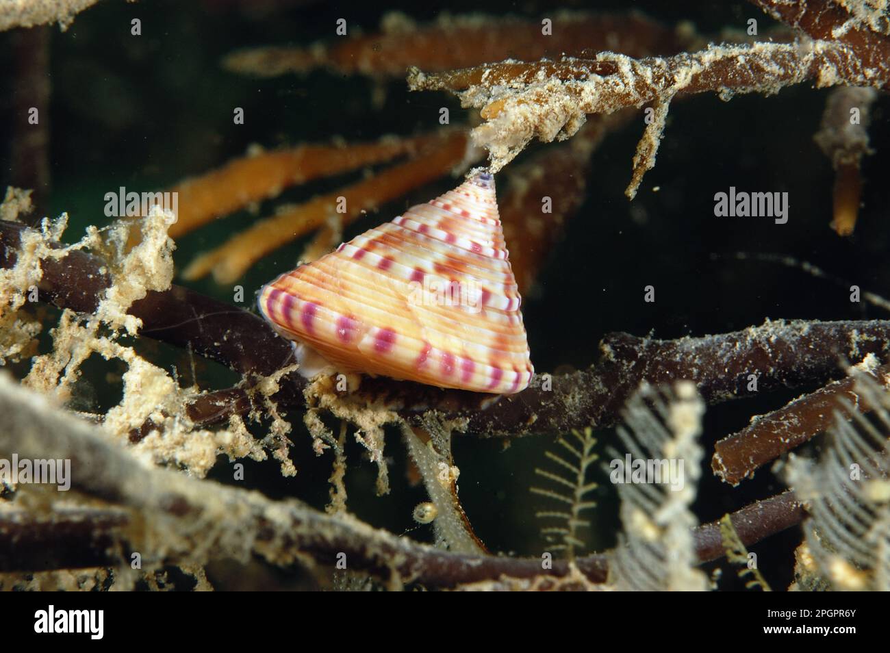Painted Topshell (Calliostoma zizyphinum) adult, underwater, Chesil ...