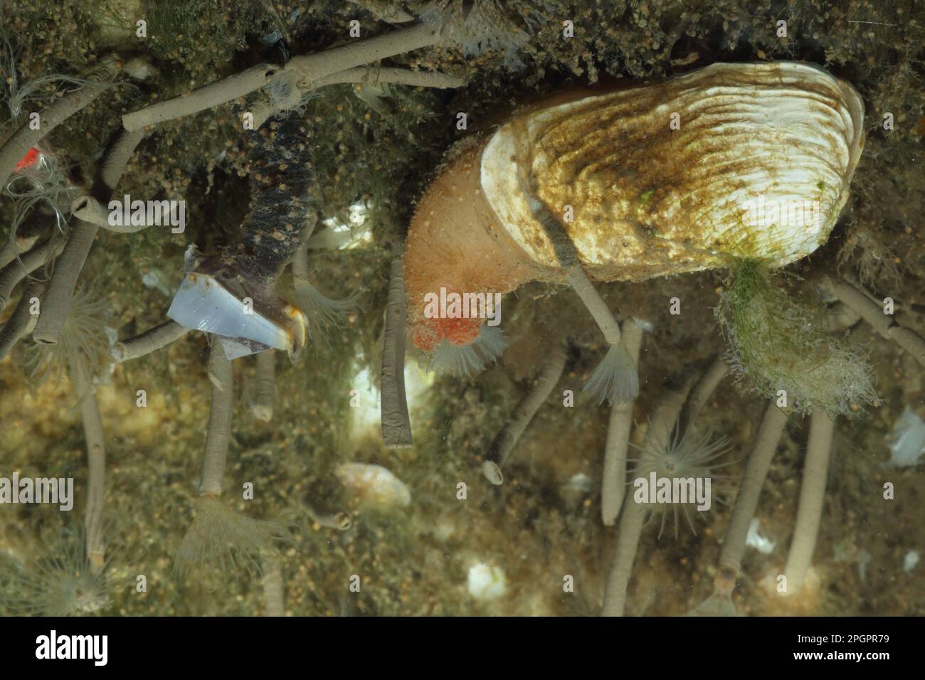 Wrinkled Rock Borer (Hiatella arctica) adult, on floating fish box ...
