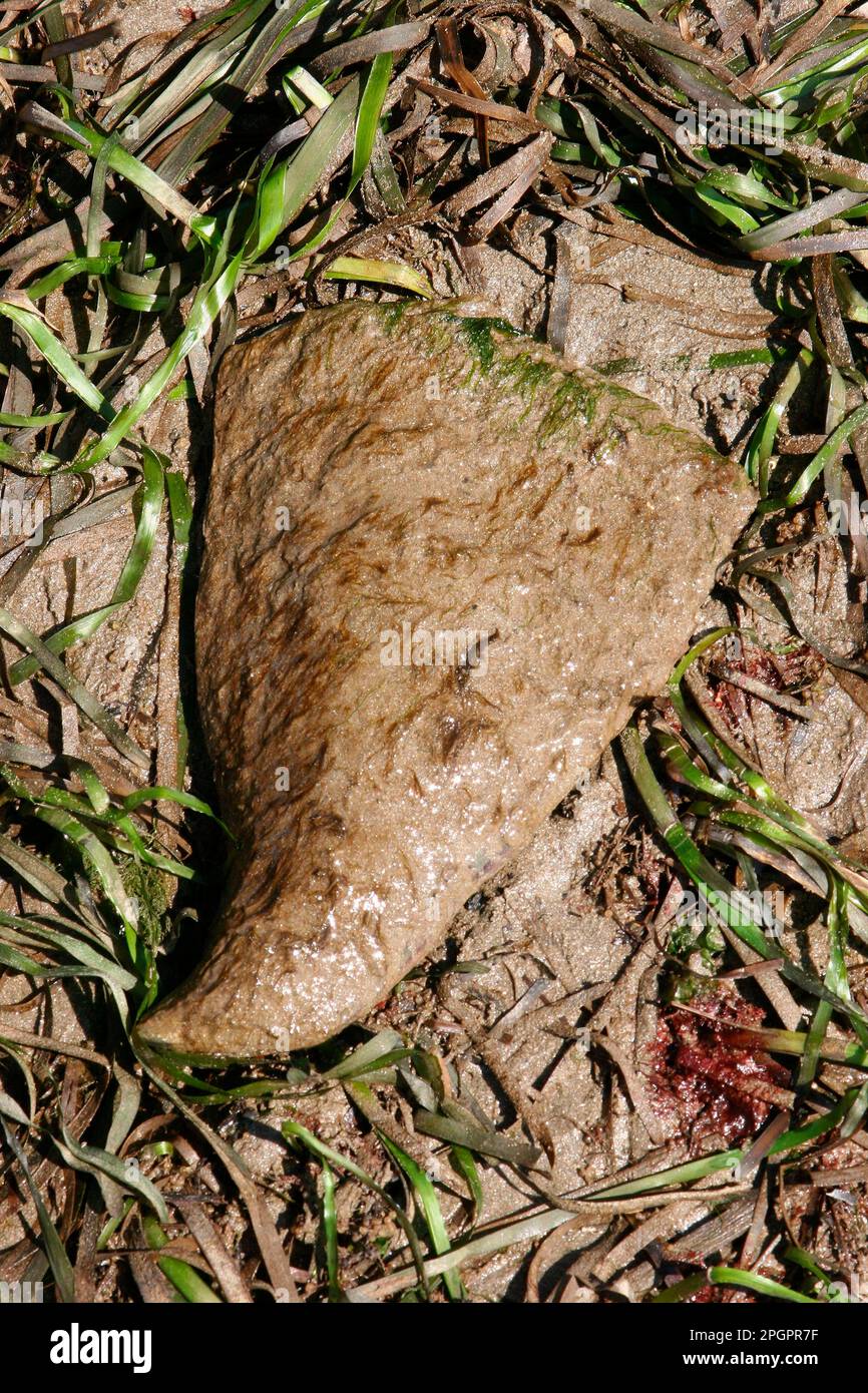 Atrina hi-res stock photography and images - Alamy