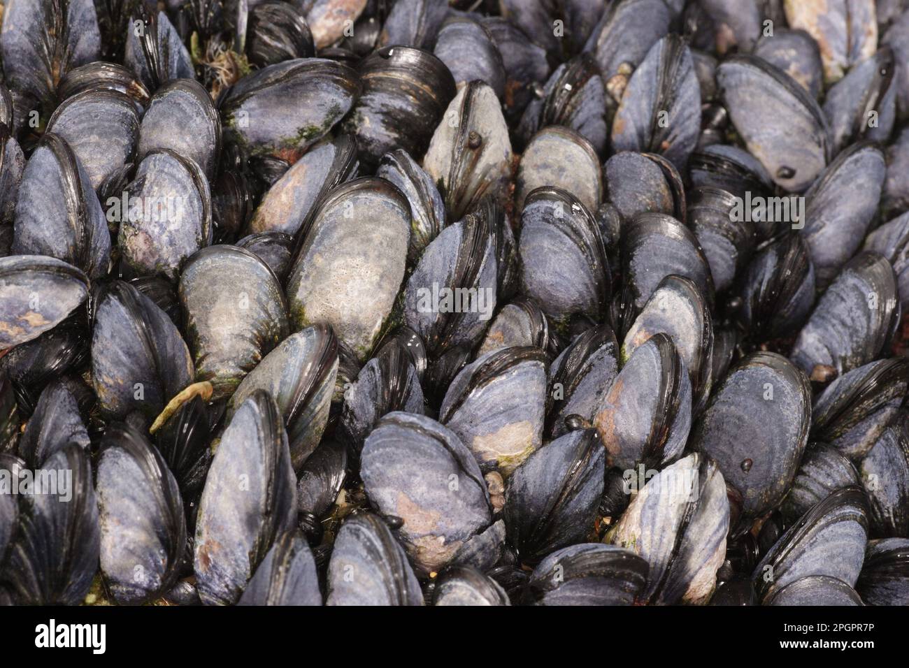 Common (Mytilus edulis) Mussel, Mussels, Other animals, Shells, Animals ...