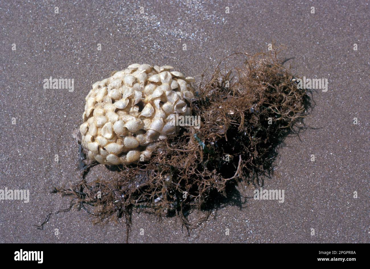 Welsh shell hi-res stock photography and images - Alamy