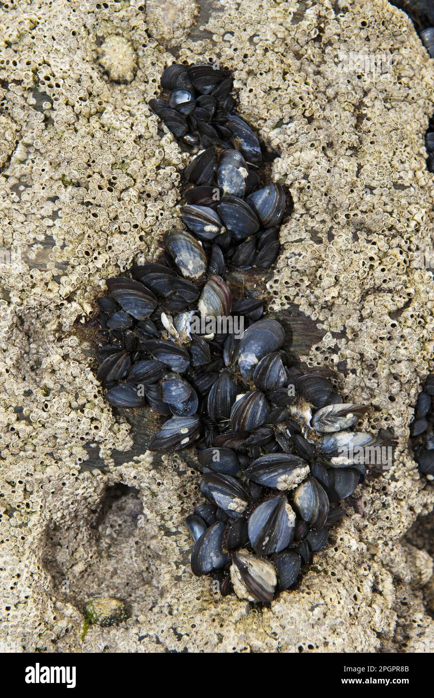 Common (Mytilus edulis) Mussel group, on barnacle covered rocks ...