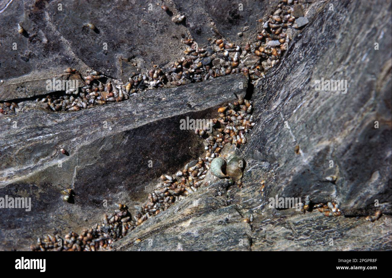 Peringia ulvae, Common waders, Common waders, Other animals, Marine ...