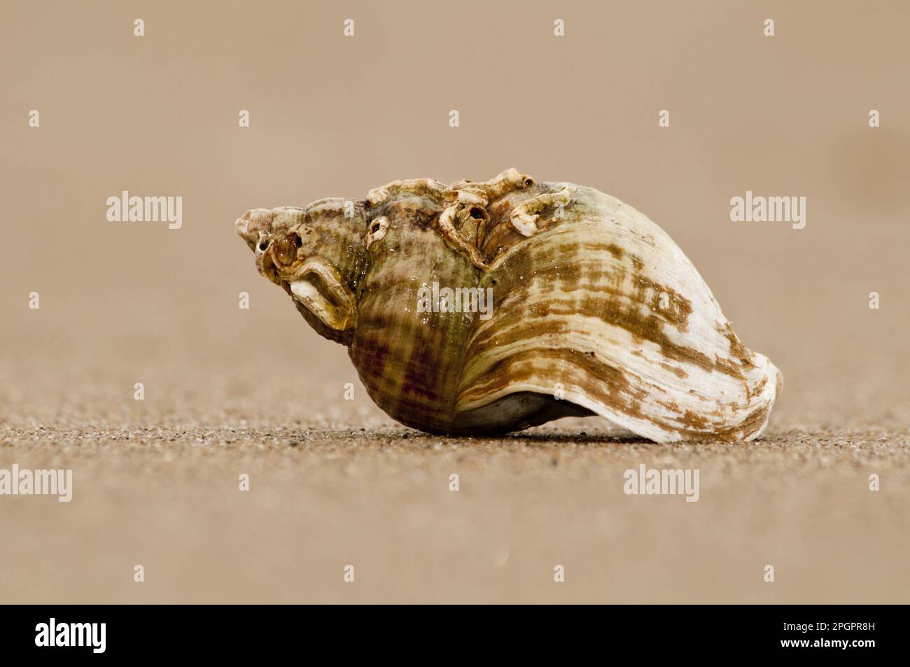 Common Whelk (Buccinum undatum) empty shell, on sandy beach, Titchwell ...