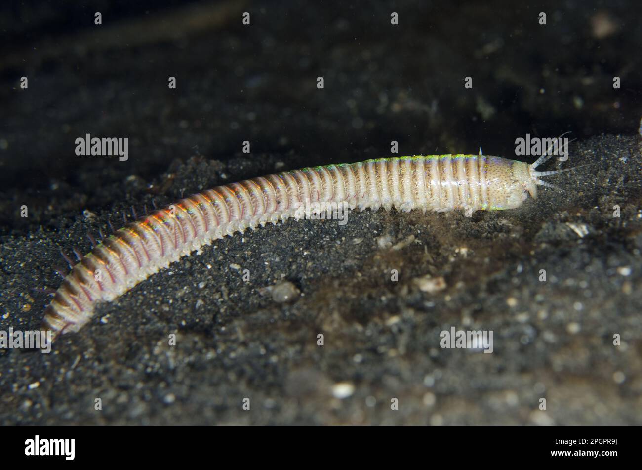 Bobbit worm (Eunice aphroditois) adult, on black sand outside burrow ...
