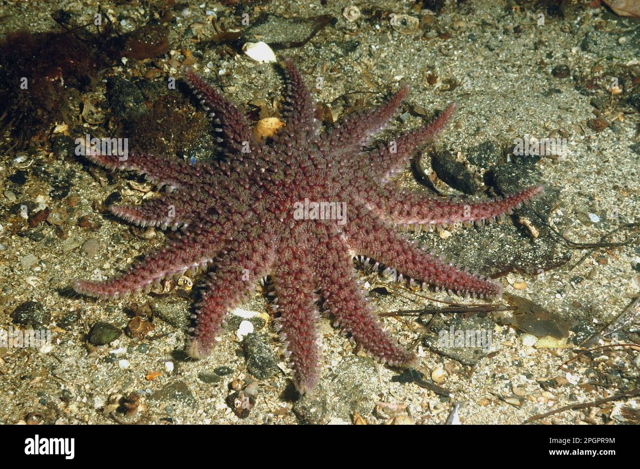 Solaster endeca hi-res stock photography and images - Alamy