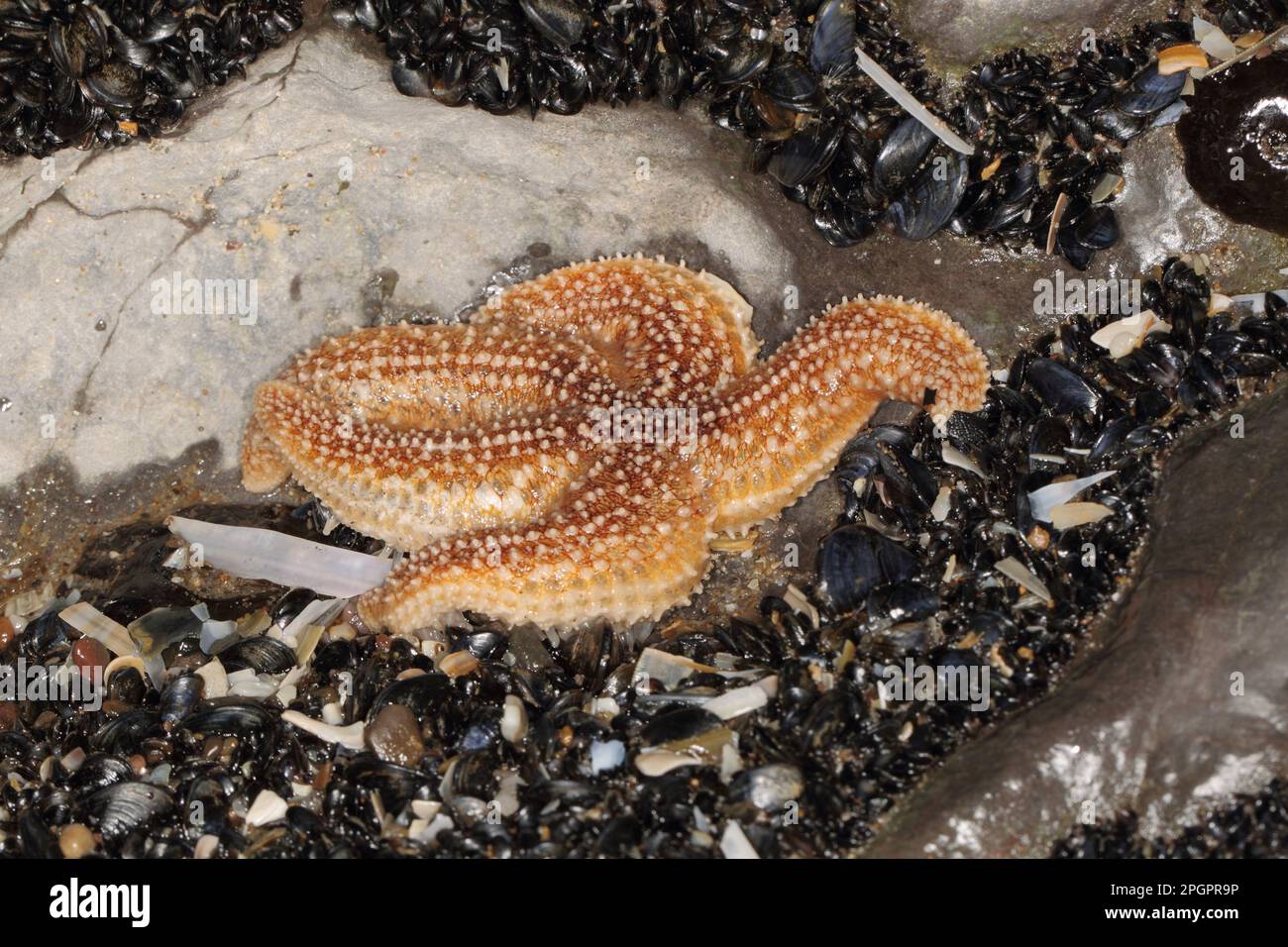 Asterias vulgaris, common starfish (Asterias rubens), Common Starfish ...