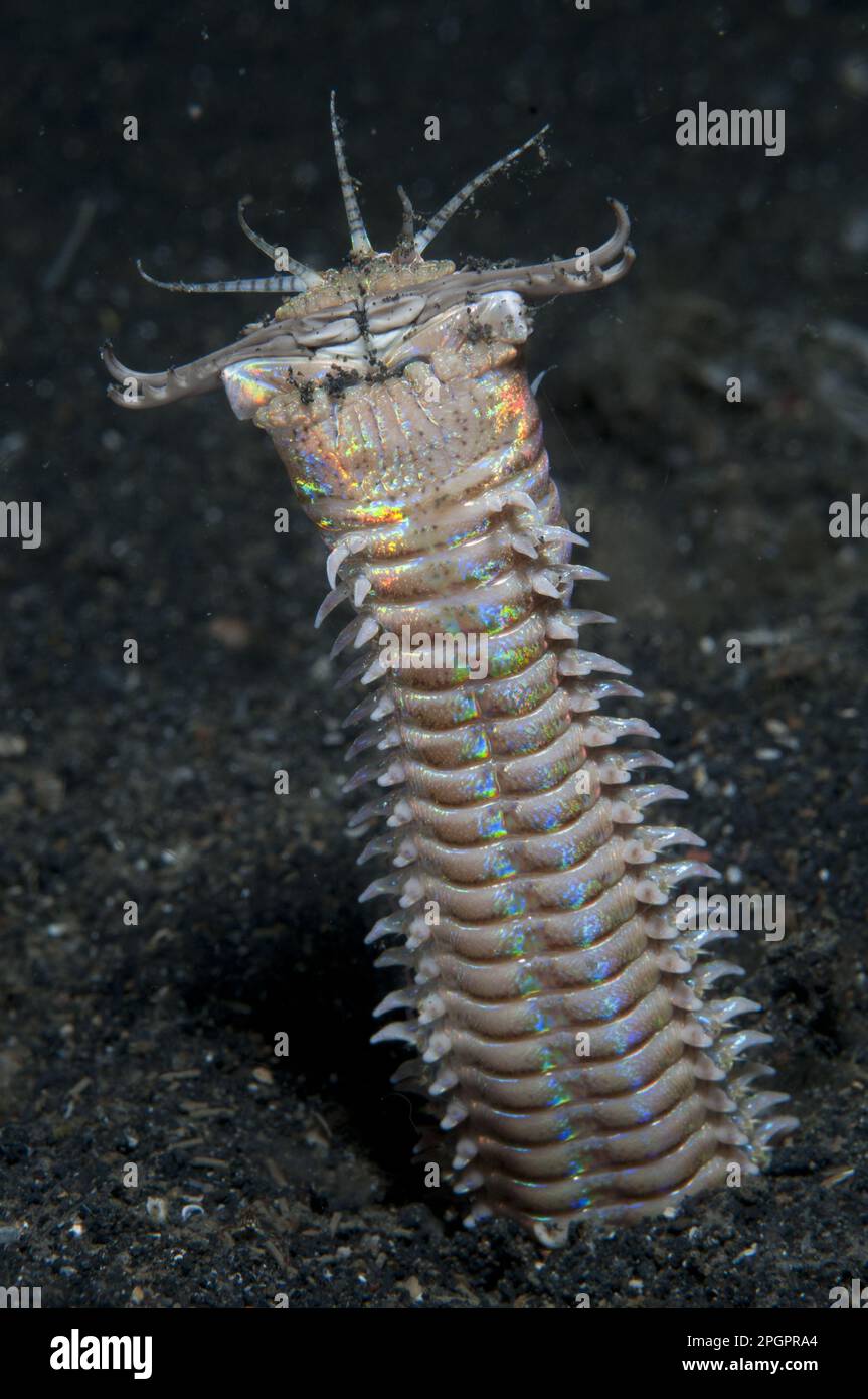 Bobbit worm (Eunice aphroditois) adult, with open jaws, emerging from ...
