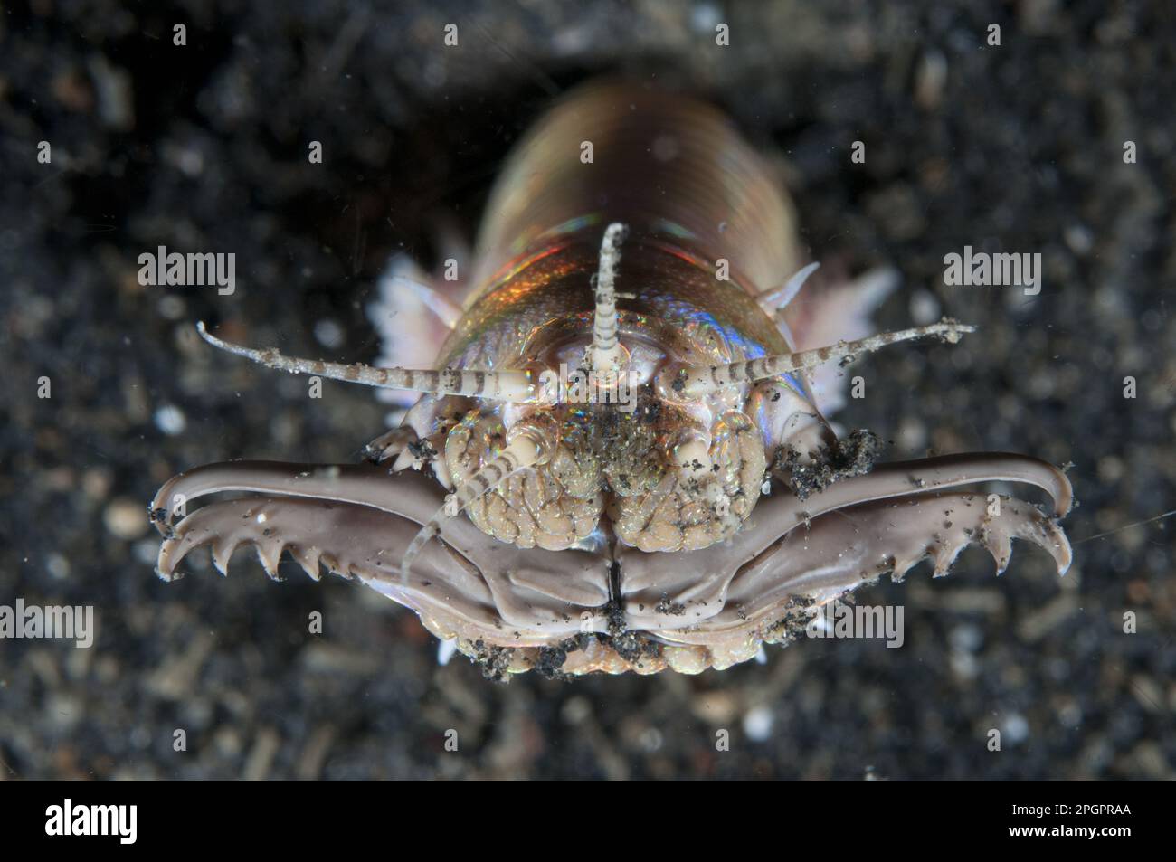 Bobbit worm (Eunice aphroditois) adult, with open jaws, emerging from ...