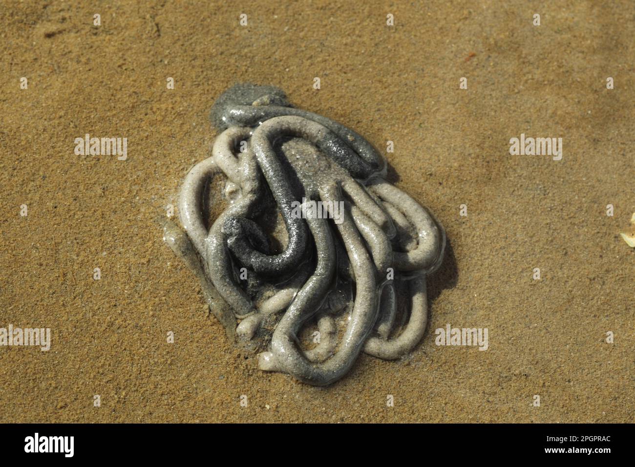 Lugworm, Pierworm, lugworms (Arenicola marina), Pierworms, Ringworm ...