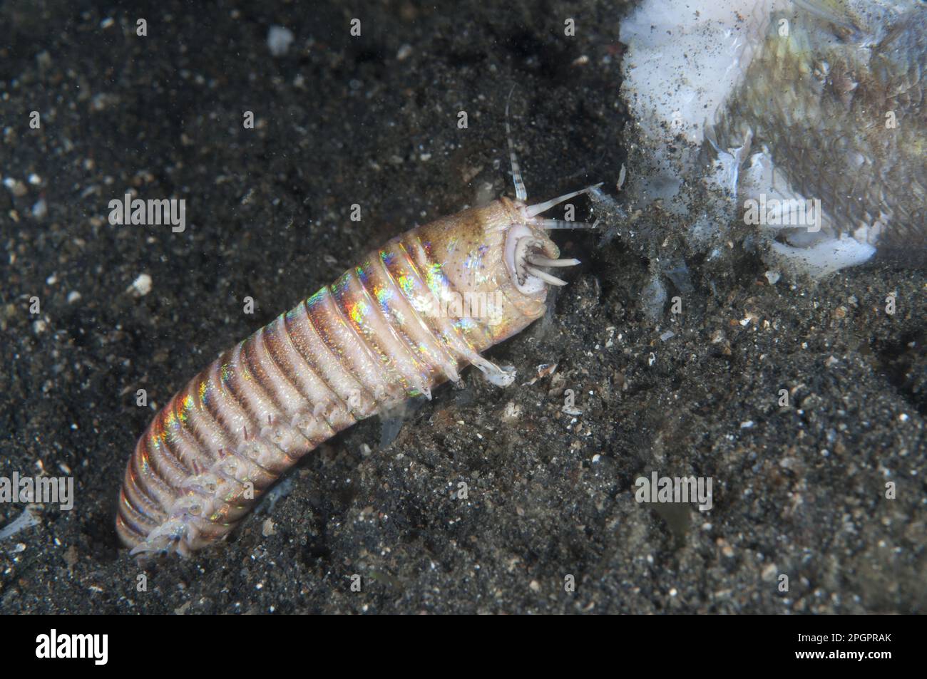 Adult bobbit worm (Eunice aphroditois) pouncing on dead fish from hole ...