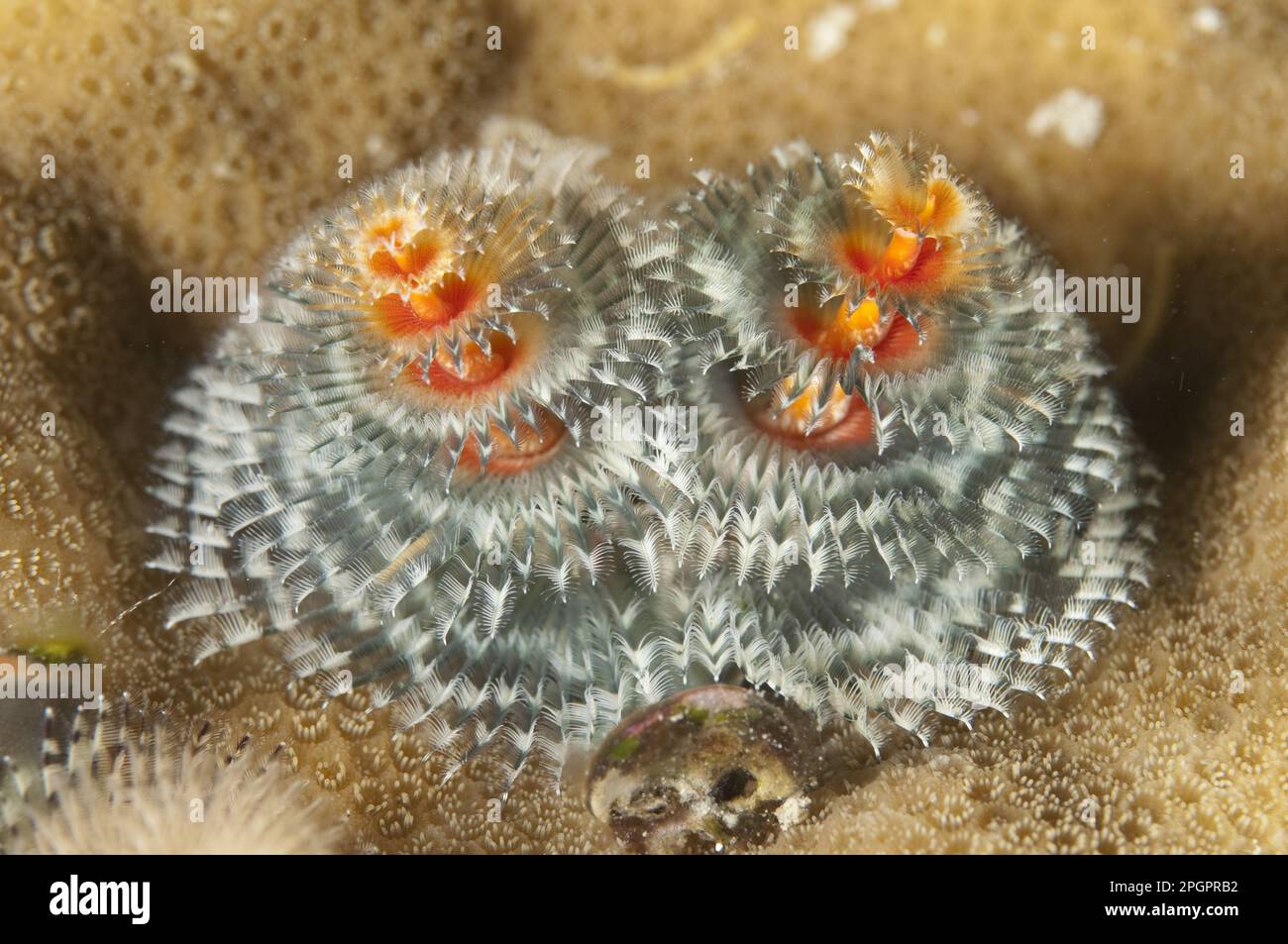 Spiral tube worm, Christmas tree worm, Spiral tube worms, Christmas ...
