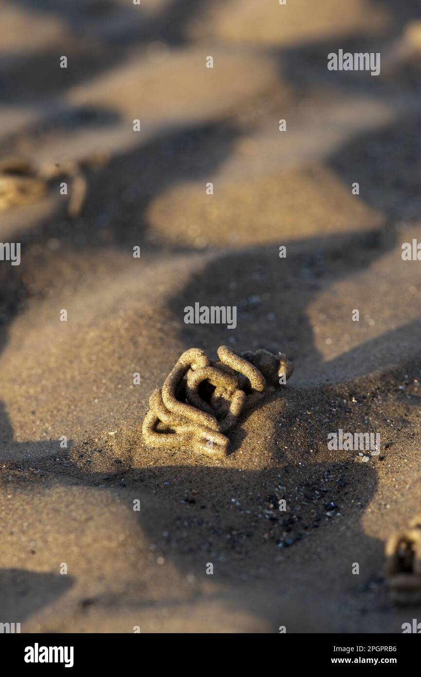 Lugworm (Arenicola marina) cast, on sandy beach at low tide, Cumbria ...