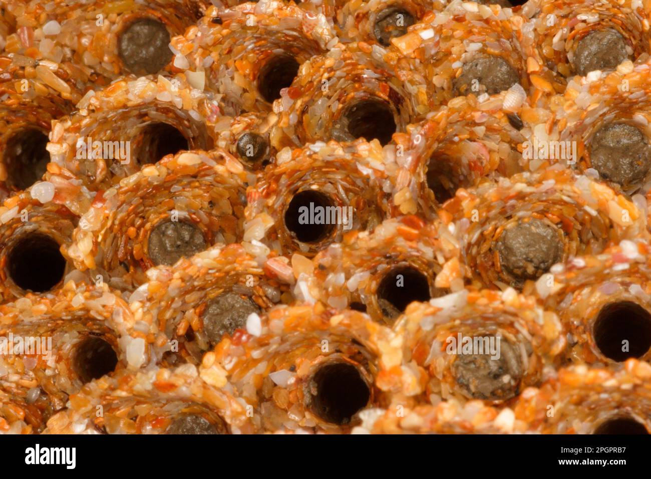 Honeycomb worm (Sabellaria alveolata) close-up of a tubular reef colony ...