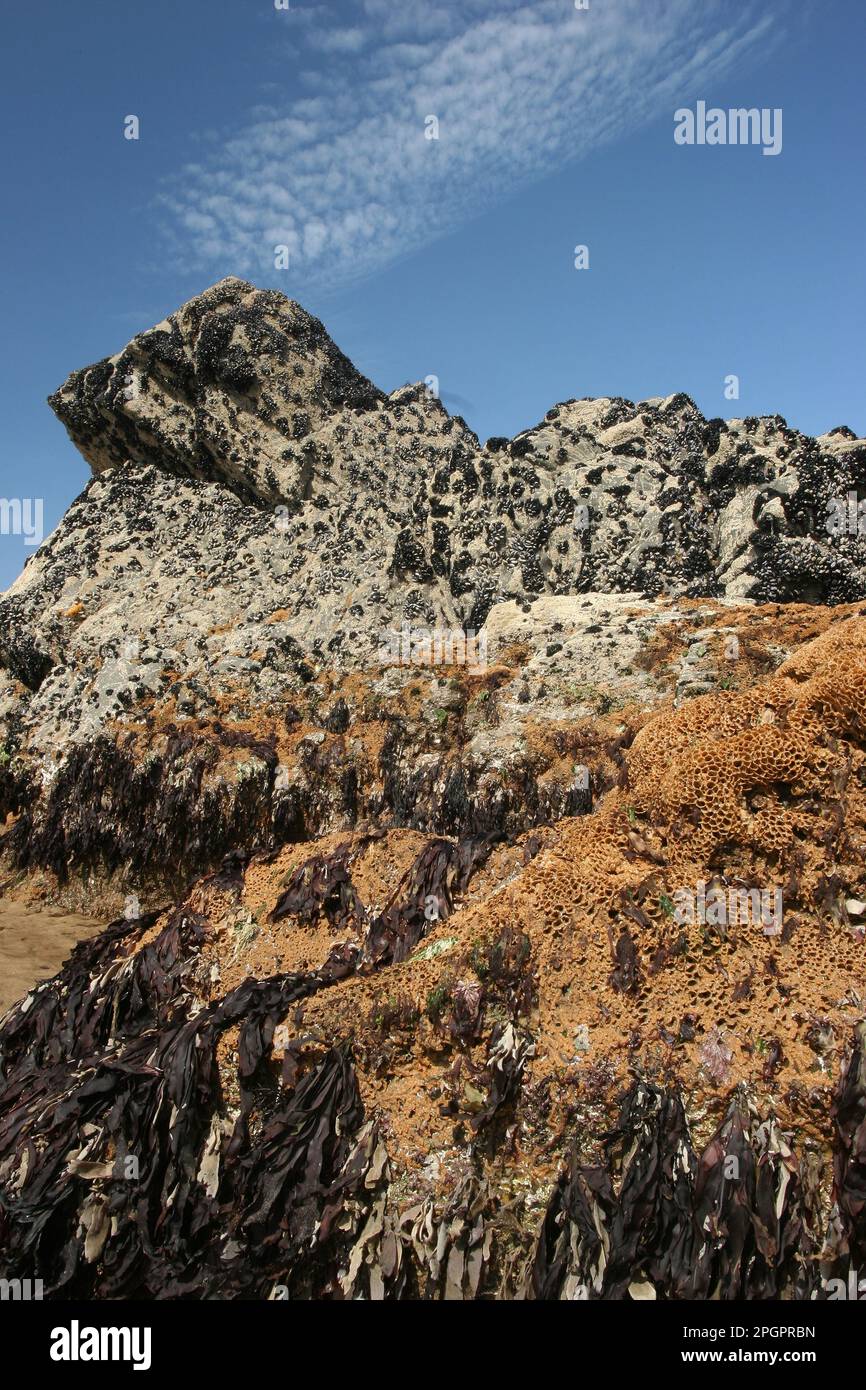 Tubular reef colony of the honeycomb worm (Sabellaria alveolata), on ...
