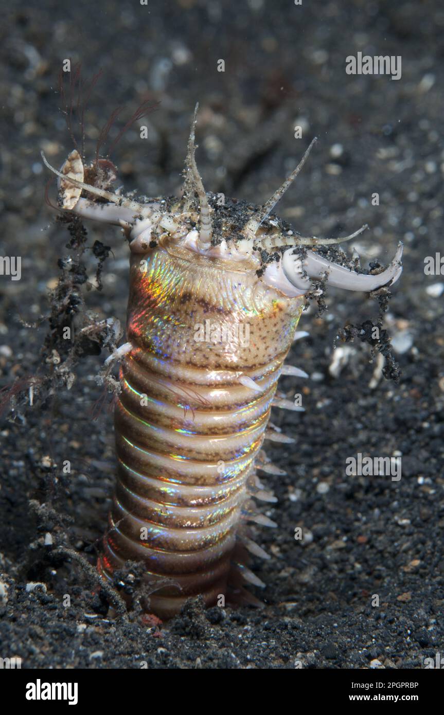 Bobbit worm (Eunice aphroditois) adult, with pines open outside the ...
