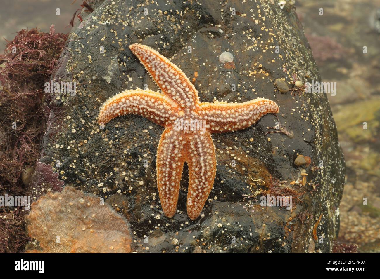 Cornwall rock pool starfish hi-res stock photography and images - Alamy