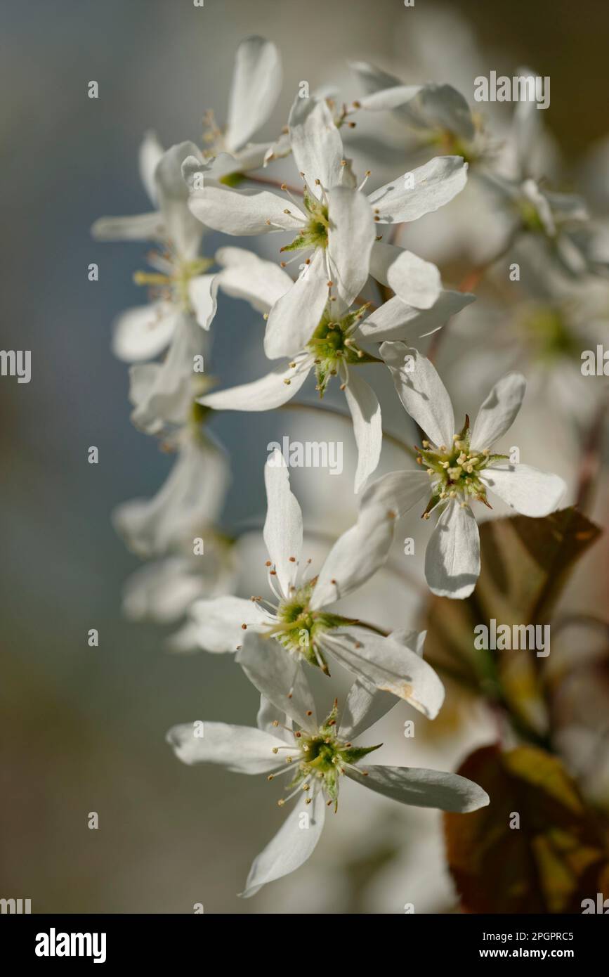Snowy mespilus (Amelanchier lamarckii Stock Photo - Alamy