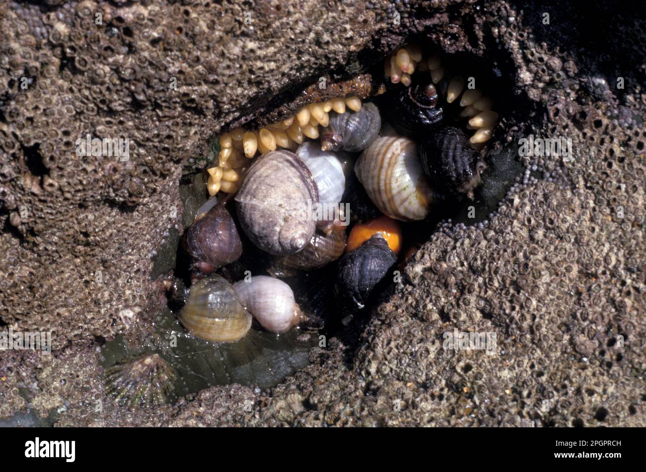 Common whelk shell hi-res stock photography and images - Alamy