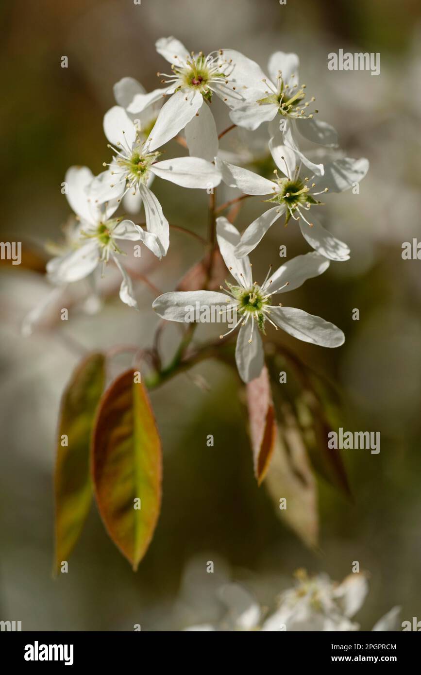 Snowy mespilus (Amelanchier lamarckii Stock Photo - Alamy