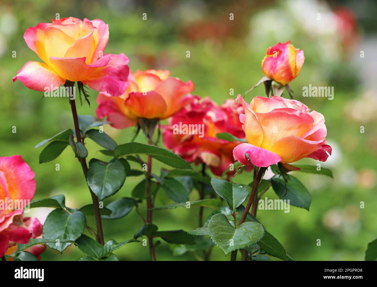Pink yellow roses hi-res stock photography and images - Alamy