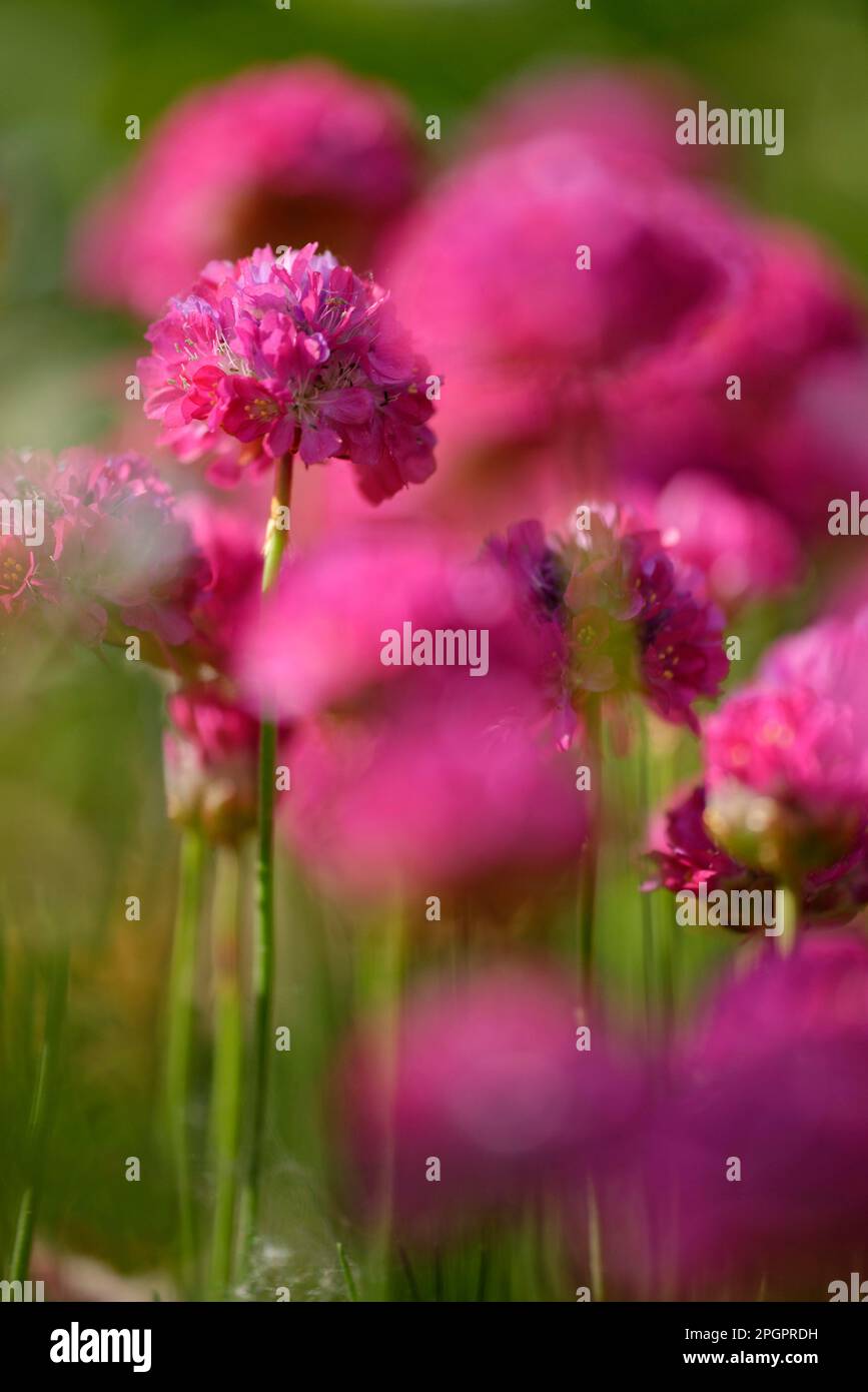 Sea thrift (Armeria maritima Stock Photo - Alamy