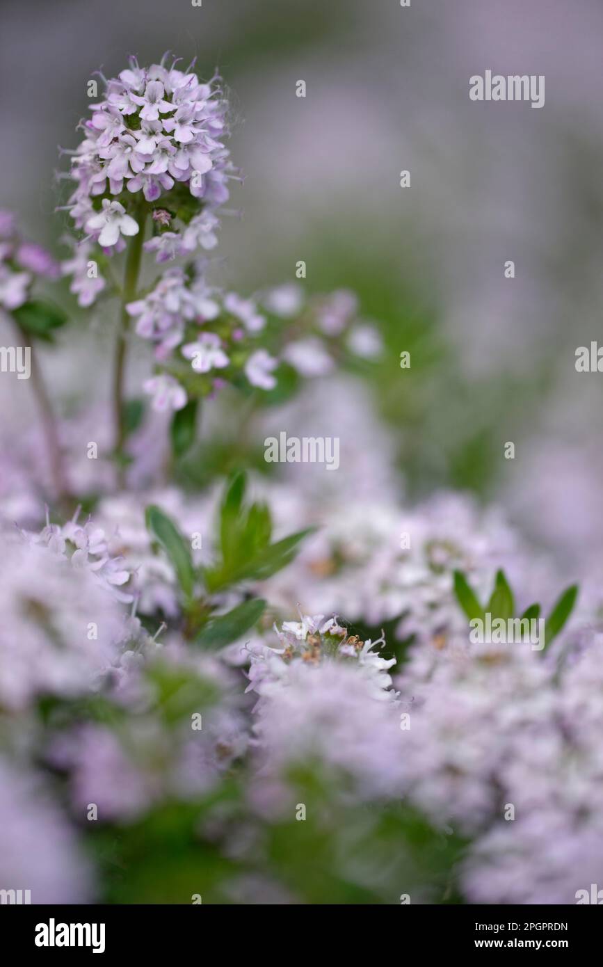 Common Thyme (Thymus vulgaris Stock Photo - Alamy