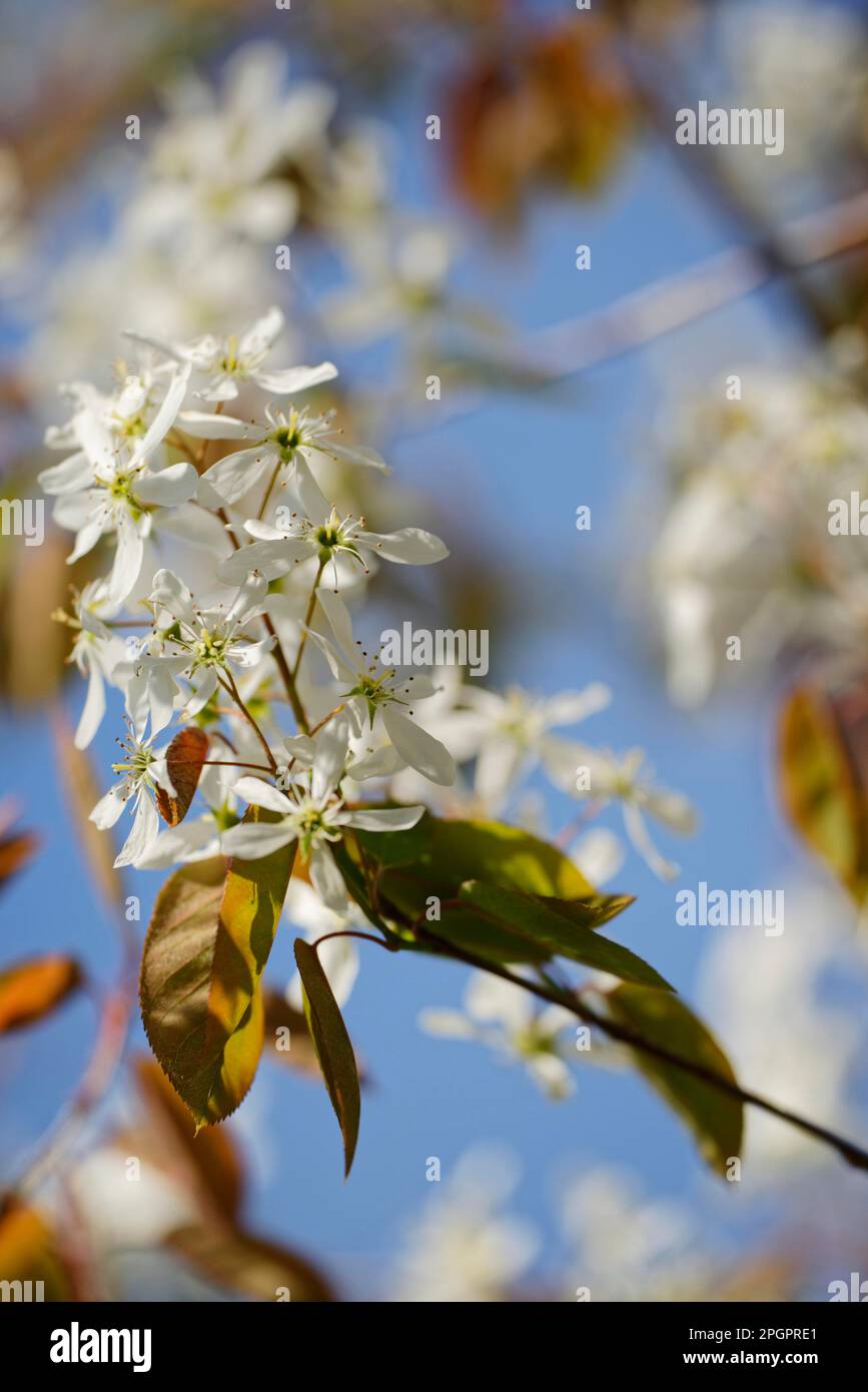Rock pear tree hi-res stock photography and images - Alamy
