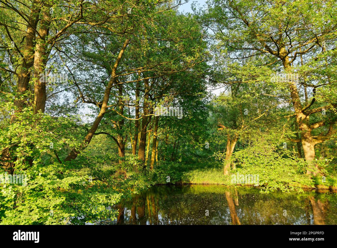 Small lake with red alder (Alnus rubra), nature parc Schwalm-Nette ...