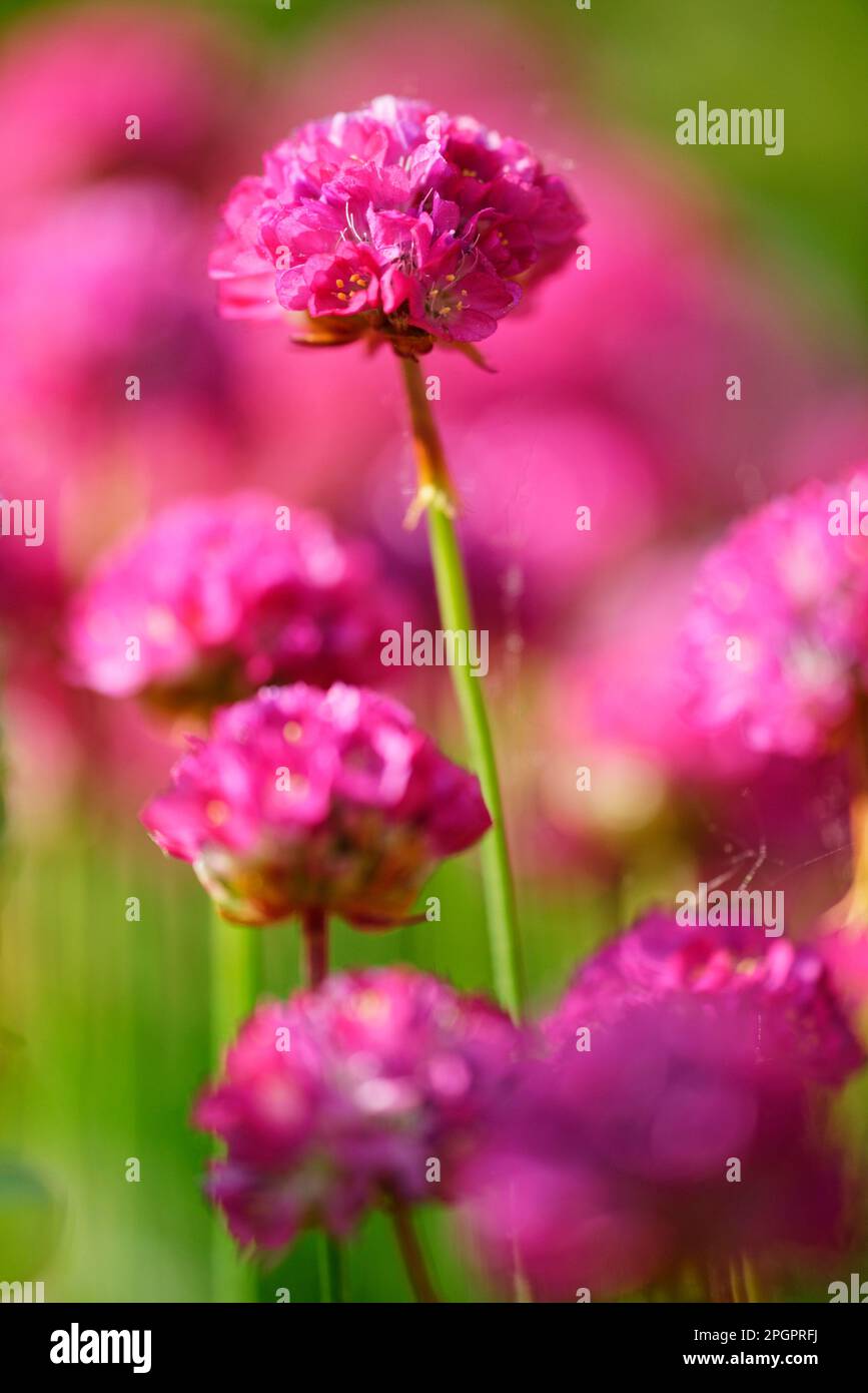 Sea thrift (Armeria maritima Stock Photo - Alamy