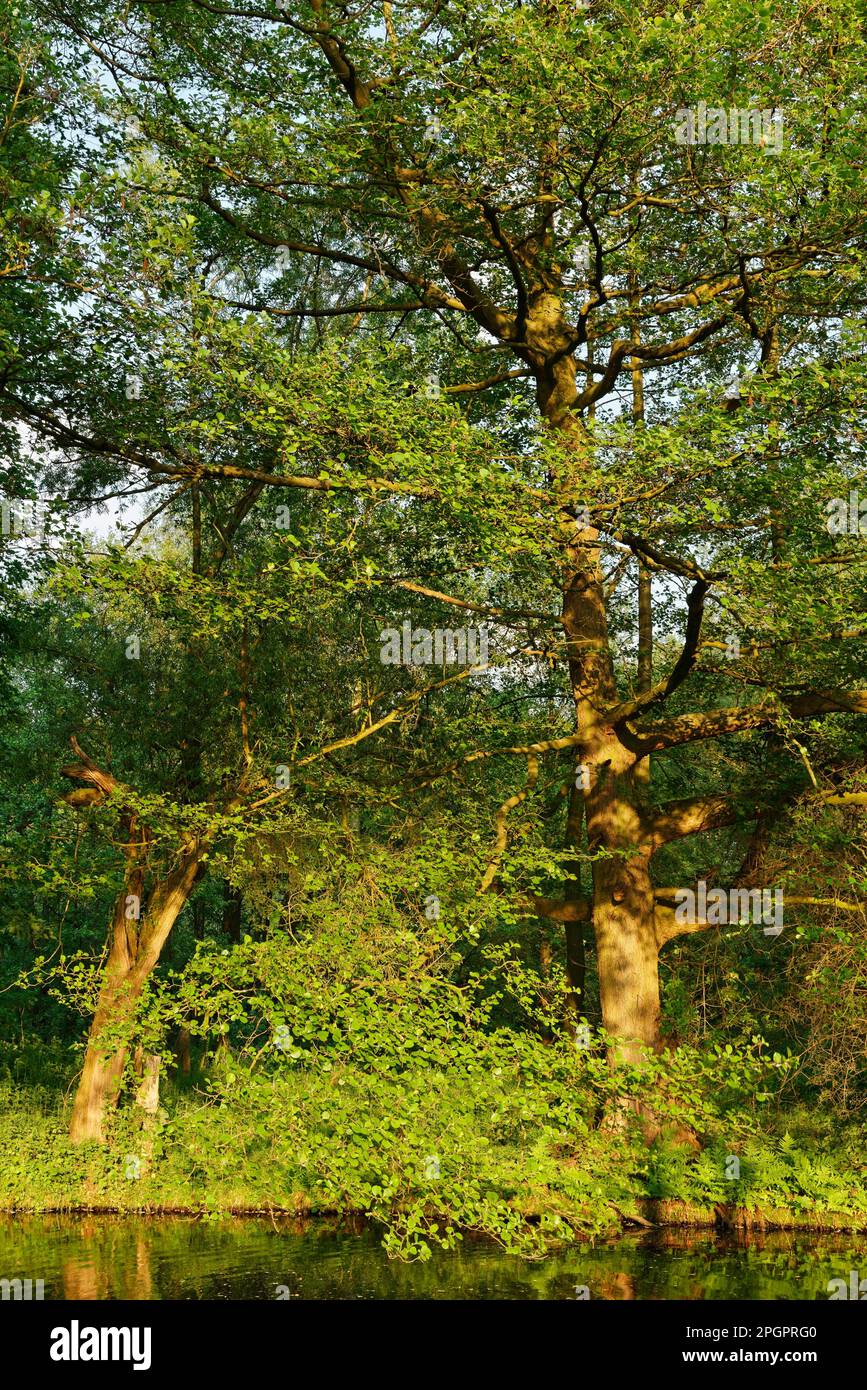 Black alder (Alnus glutinosa), Schwalm-Nette nature Park, Nettetal ...
