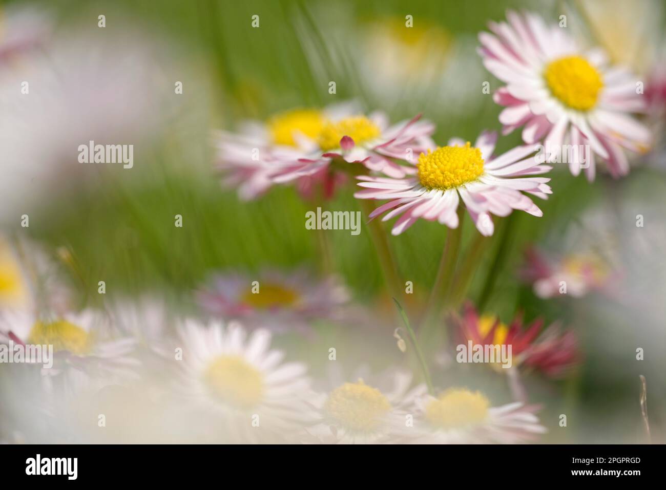 Common Daisy (Bellis perennis Stock Photo - Alamy
