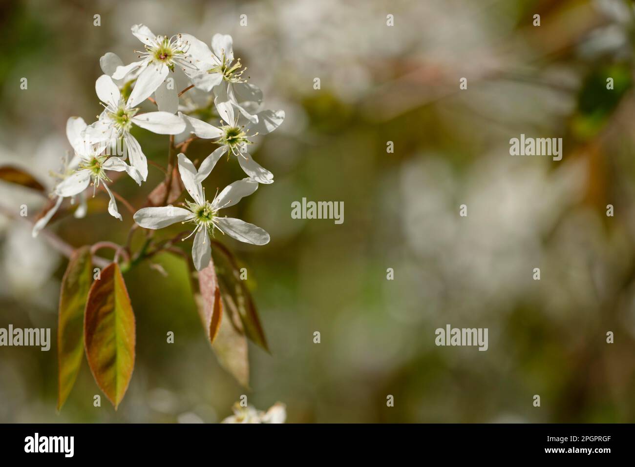 Flowers of the snowy mespilus (Amelanchier lamarckii Stock Photo - Alamy