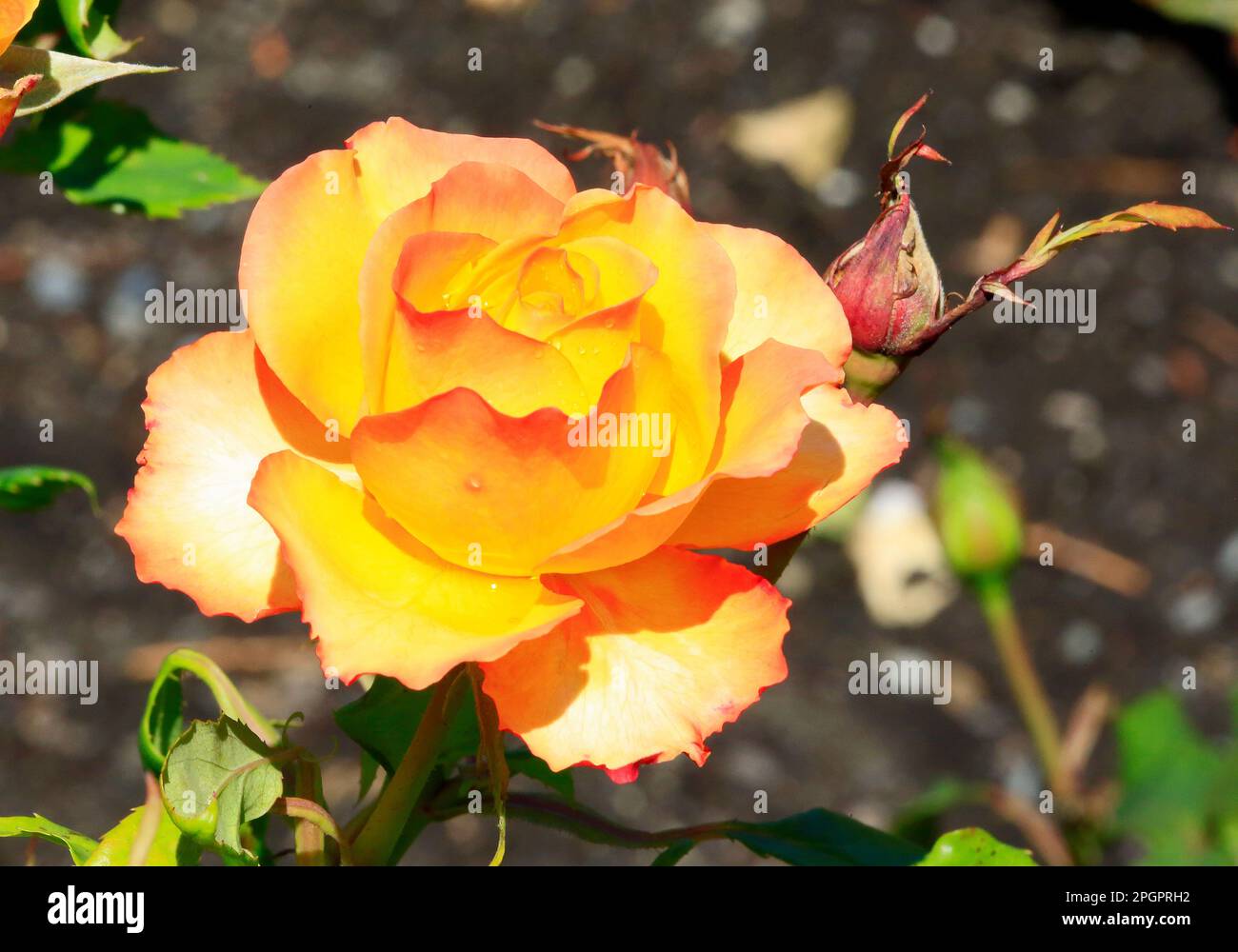 Beautiful rose flower plant hi-res stock photography and images - Alamy
