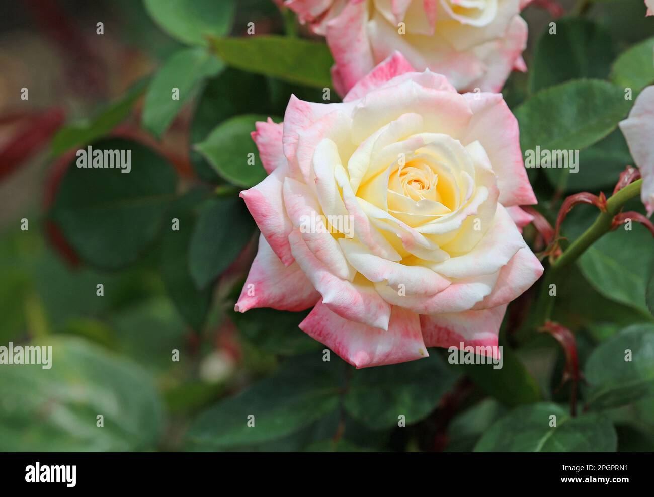 Rose season bloom season hi-res stock photography and images - Alamy