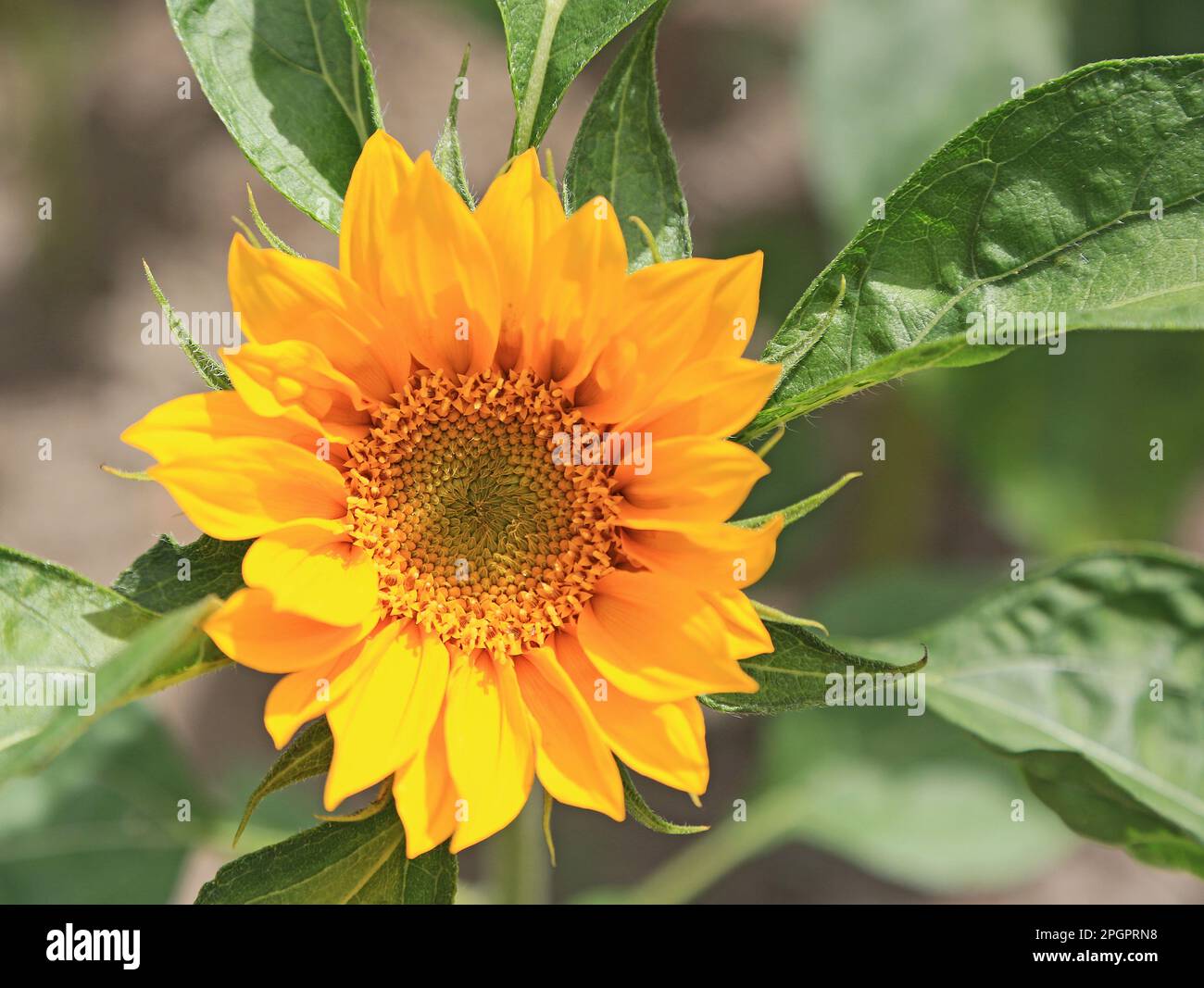 Orange and yellow sunflower petals hi-res stock photography and images ...