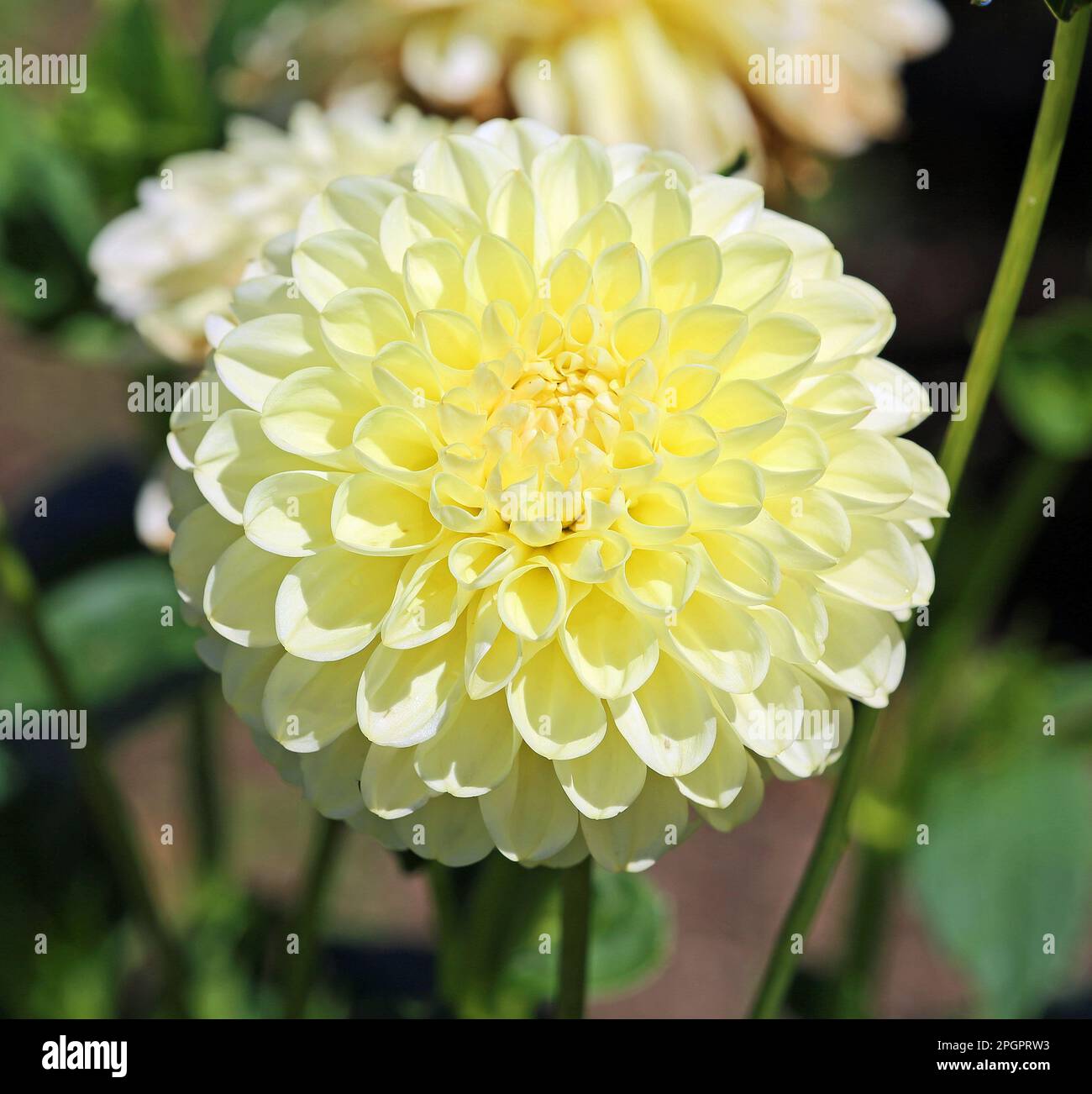 Ivory leaves hi-res stock photography and images - Alamy