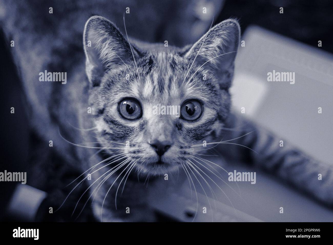 Nala Katt Tapet Nala Cat Hi Res Stock Photography And Images Alamy