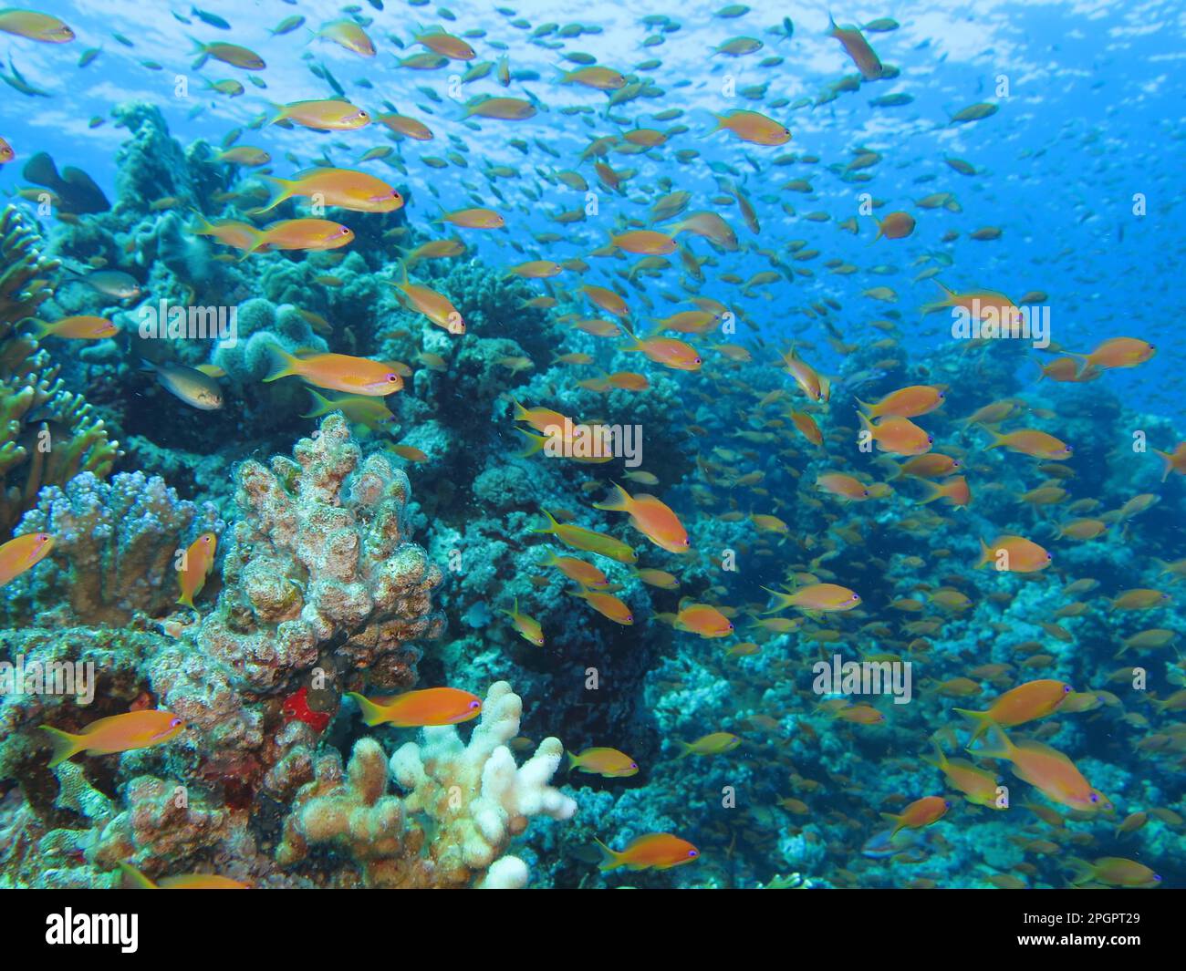 Red coral perch hi-res stock photography and images - Alamy