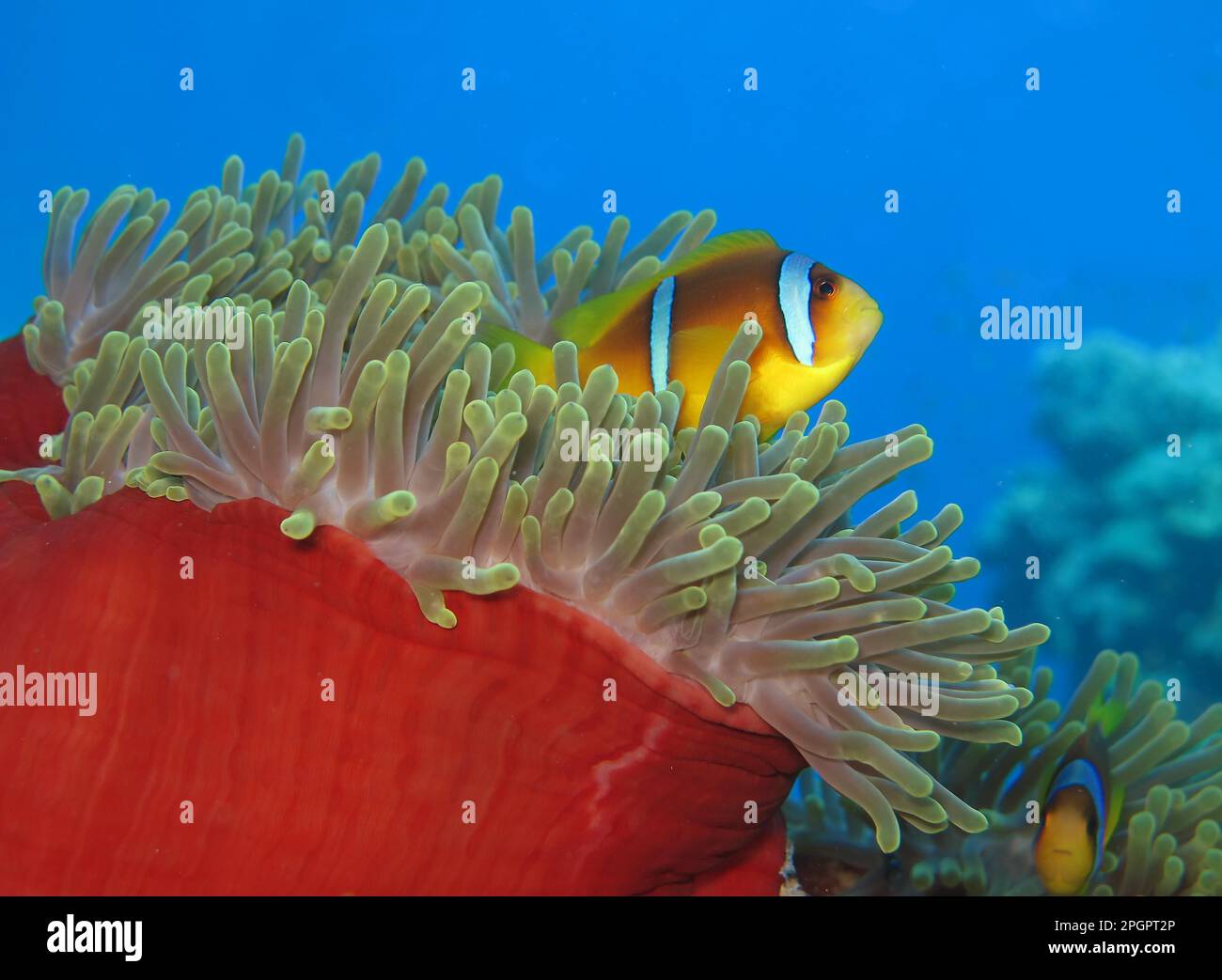 Sea anemone (Actiniaria), red sea clownfish (Amphiprion bicinctus), St ...