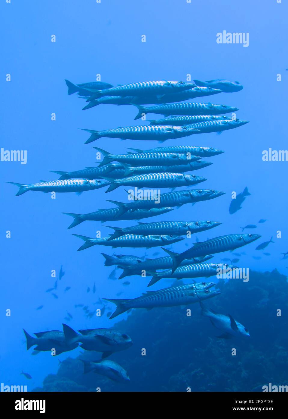 Shoal, Large Barracuda (Sphyraena barracuda), St. John's Reef, Red Sea ...