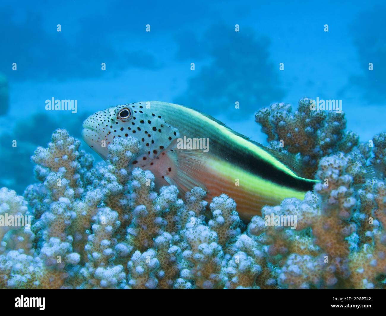 Black-sided hawkfish (Paracirrhites forsteri), St. Johns Reef, Red Sea ...