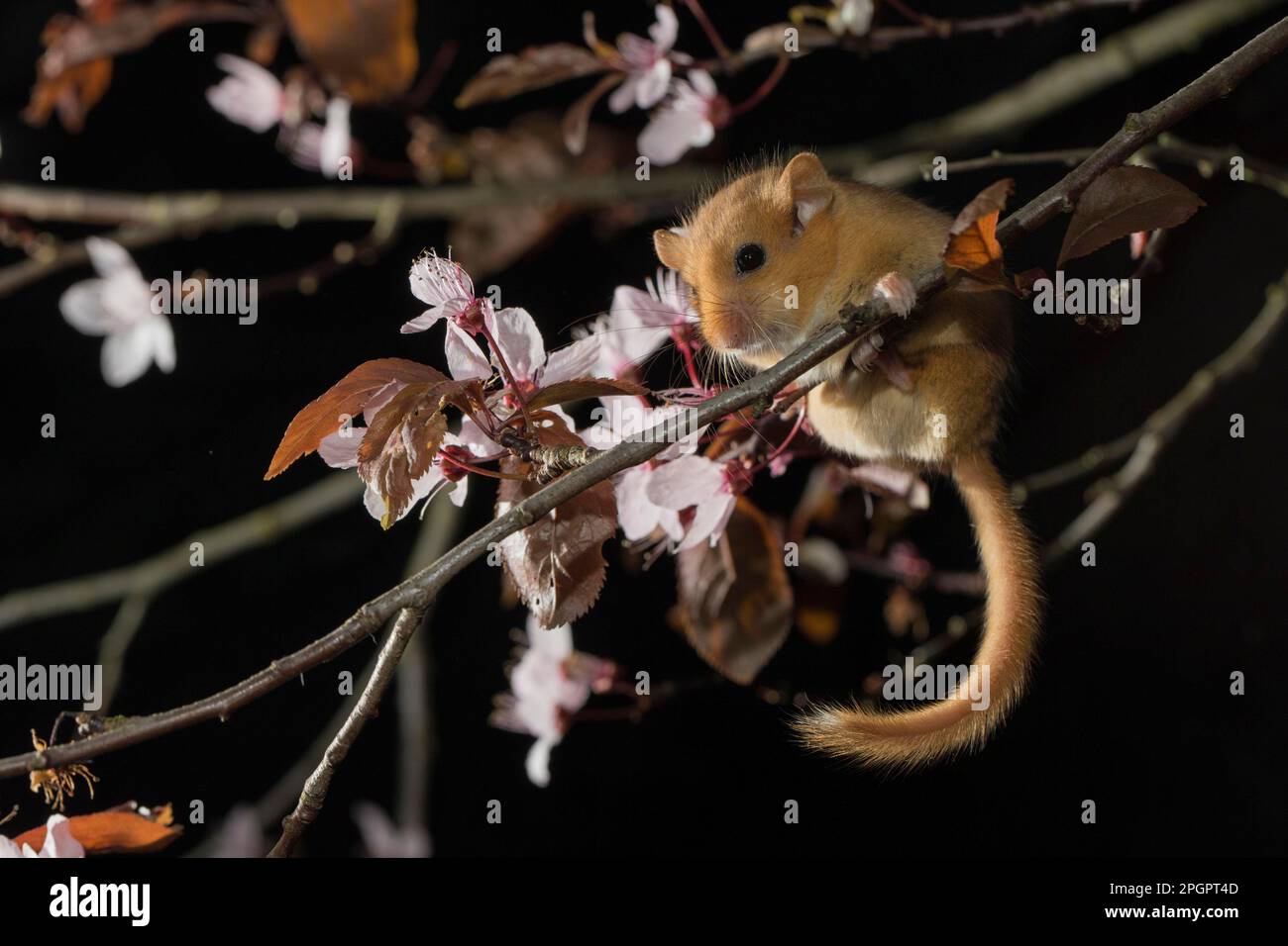 Hazel Dormouse (Muscardinus avellanarius), adult, in flowering ...