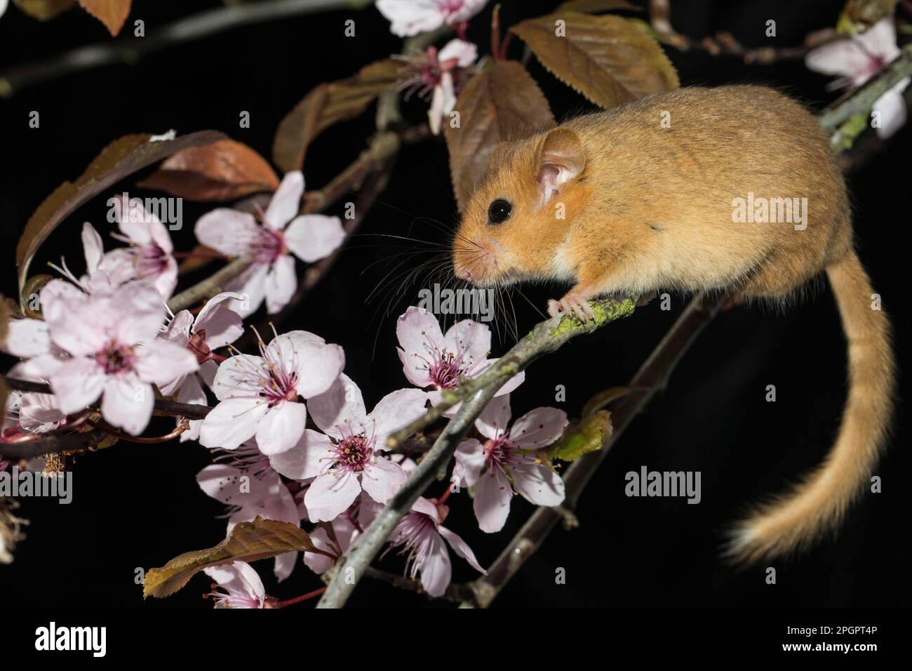 Hazel Dormouse (Muscardinus avellanarius) adult, in flowering myrobalab ...